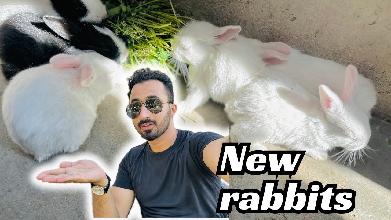 Rabbit mom given 5 baby bunny | Baby rabbits grow up | the cutest baby ...