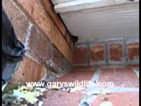 Boston Animal Control Services- Call (508) 946-0060 - Gary's Wildlife ...