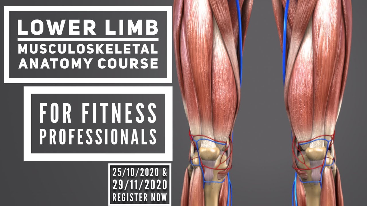 LOWER LIMB MUSCULOSKELETAL ANATOMY COURSE - CSSH & Dr Santhosh Jacob ...