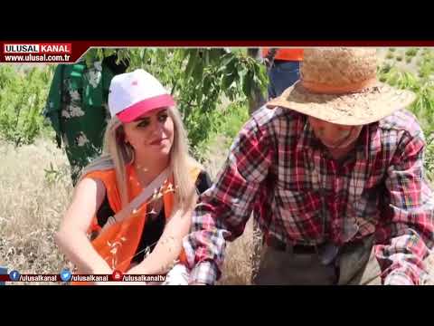 Ziya Abay'ın adasında hasat zamanı