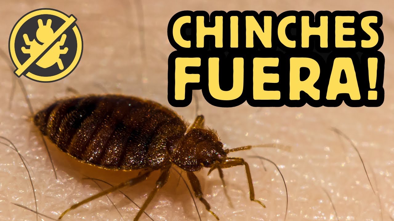 Como Eliminar las Chinches de Cama DEFINITIVAMENTE - YouTube