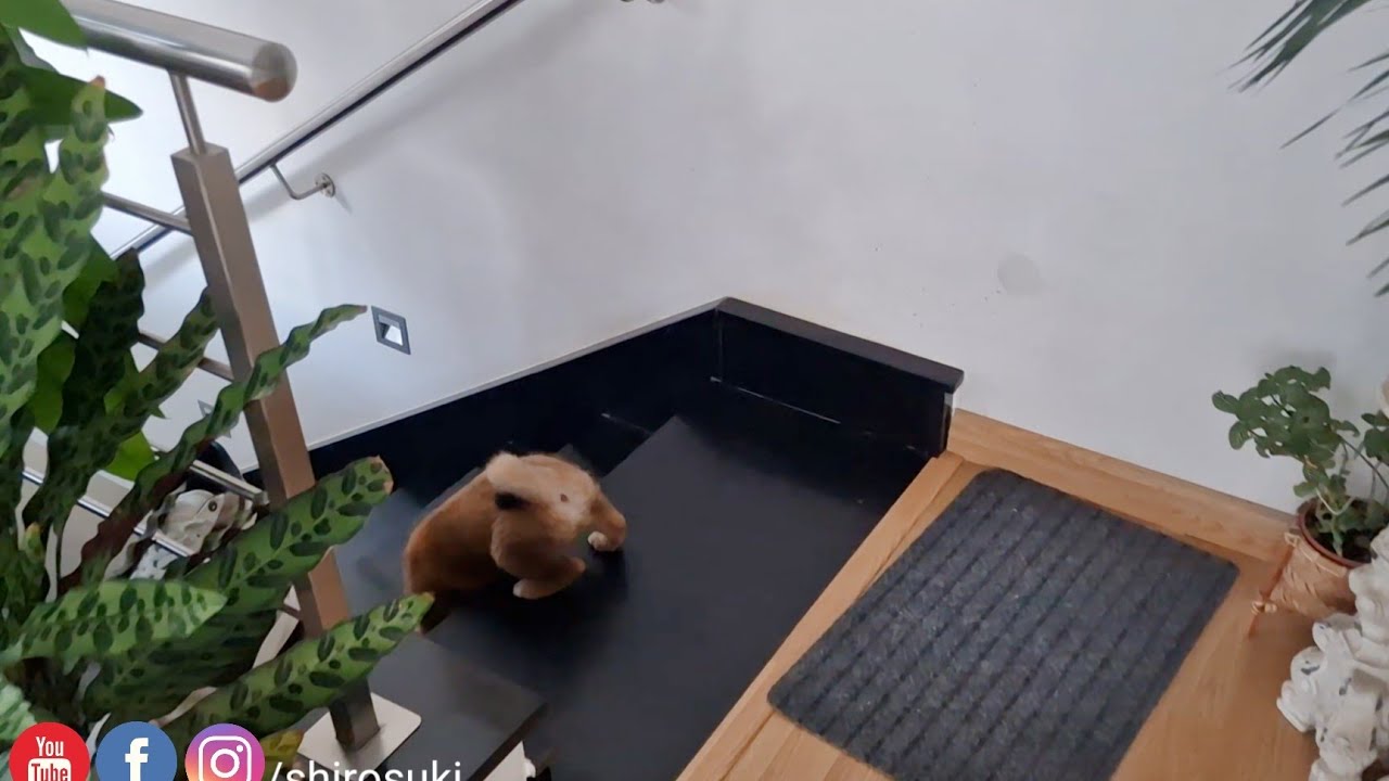 Potat got obsessed with the stairs - he's even considering them as a poopy place - YouTube
