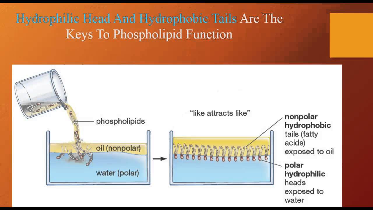 Chapter 2 Lesson 9 Lipids - YouTube