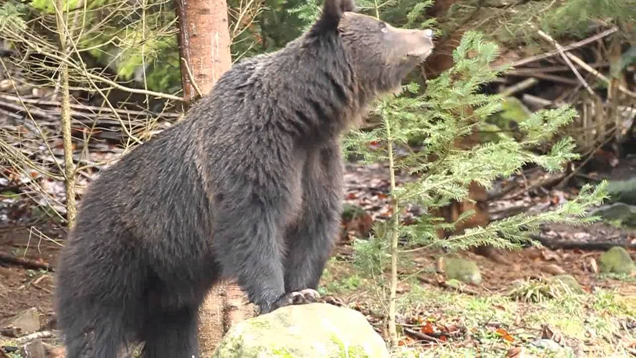 Brown Bears in Transylvania - YouTube