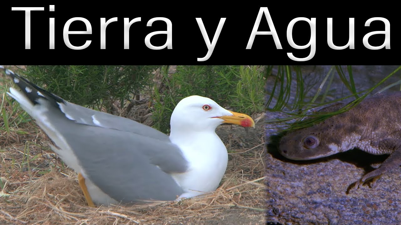 Ríos, Lagos y Mares - Documental Naturaleza - YouTube