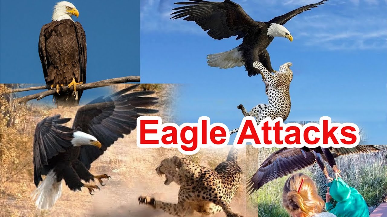 eagle attack | animals attack| Birds Attack - YouTube