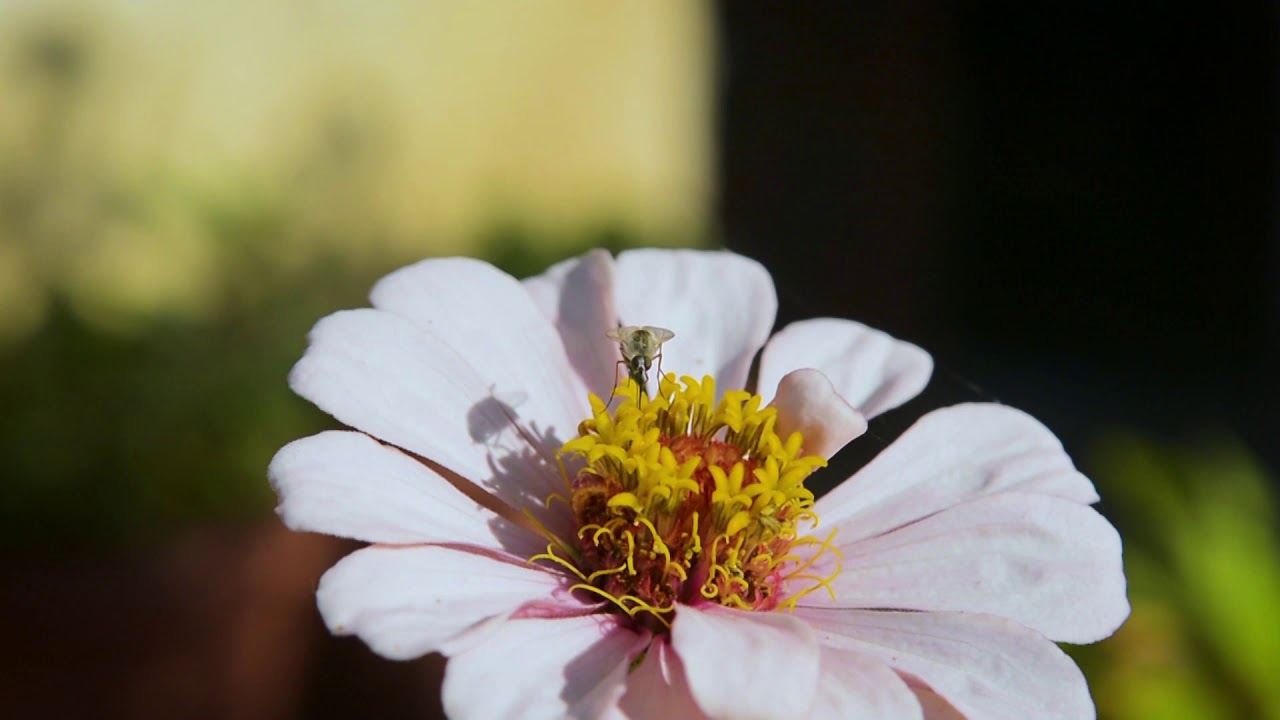 Raja Nasser Photographer - YouTube