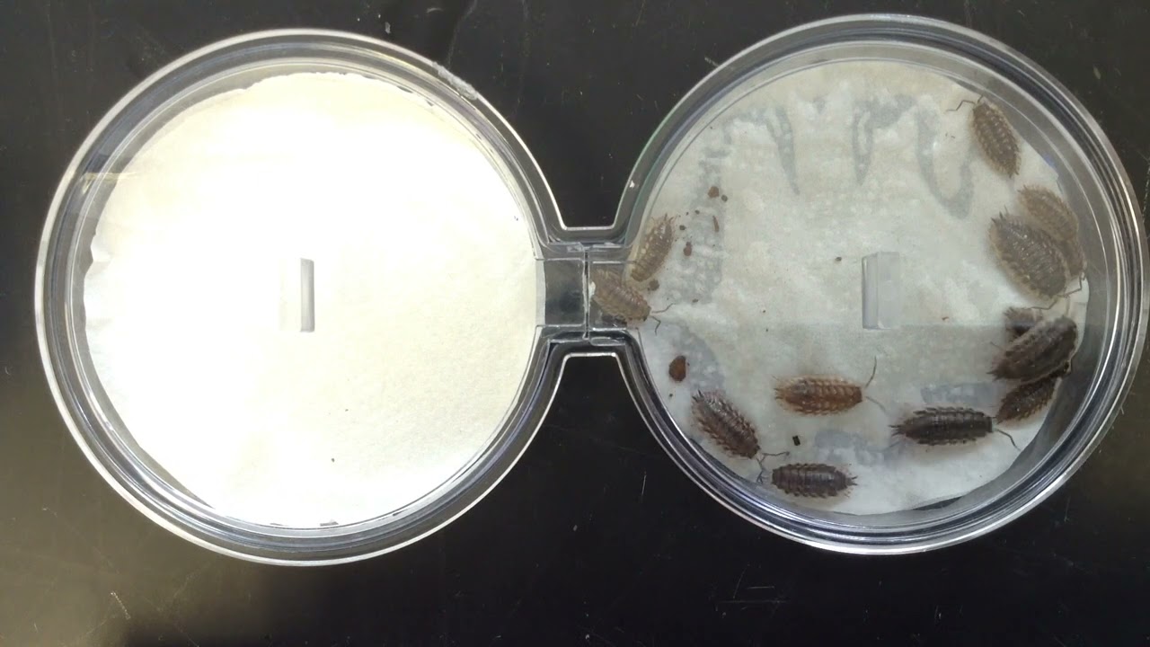 sow bug experiment - choice chambers - YouTube