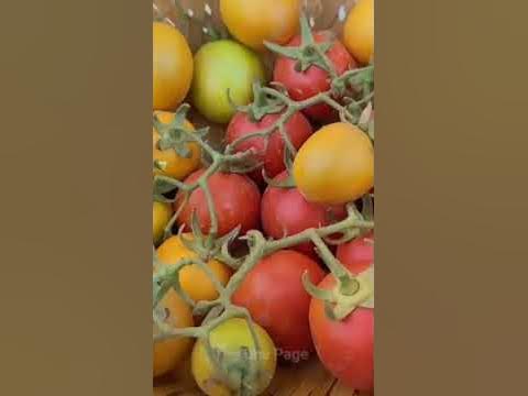 #The easiest and most fruitful way to grow tomatoes at home for beginners - YouTube
