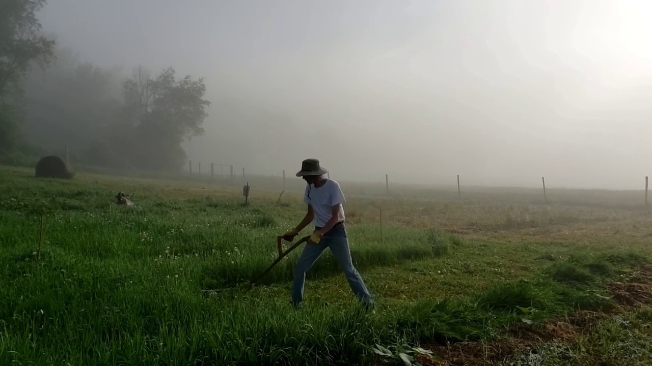Scything Grass for Mulching the No-Till Squash Windrow - YouTube