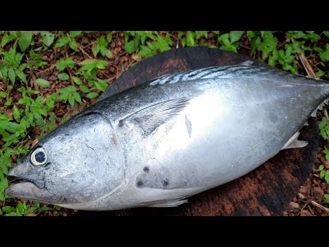 2 kg Tuna fish cleaning & slicing at home | சூரை மீன் | Tuna fish ...