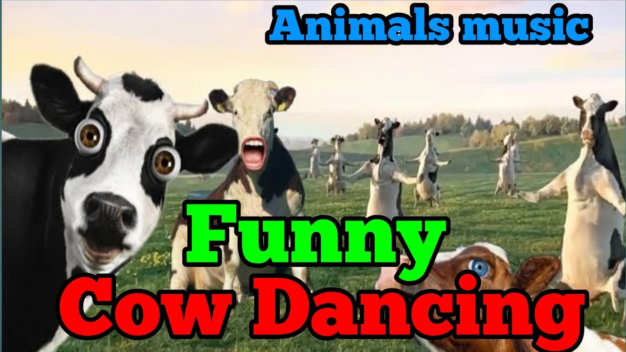 FUNNY COW DANCE 🤣🐮| COW SONG _ COW VIDEOS | DANCING COW | ANIMAL SOUND ...