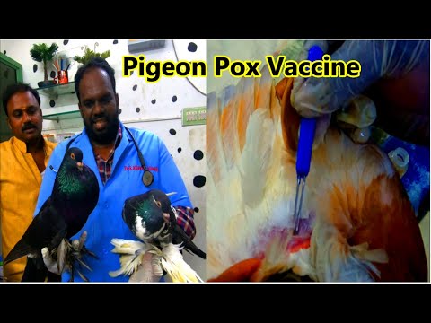 Administering Pigeon Pox vaccine through wing web method | First Pigeon ...