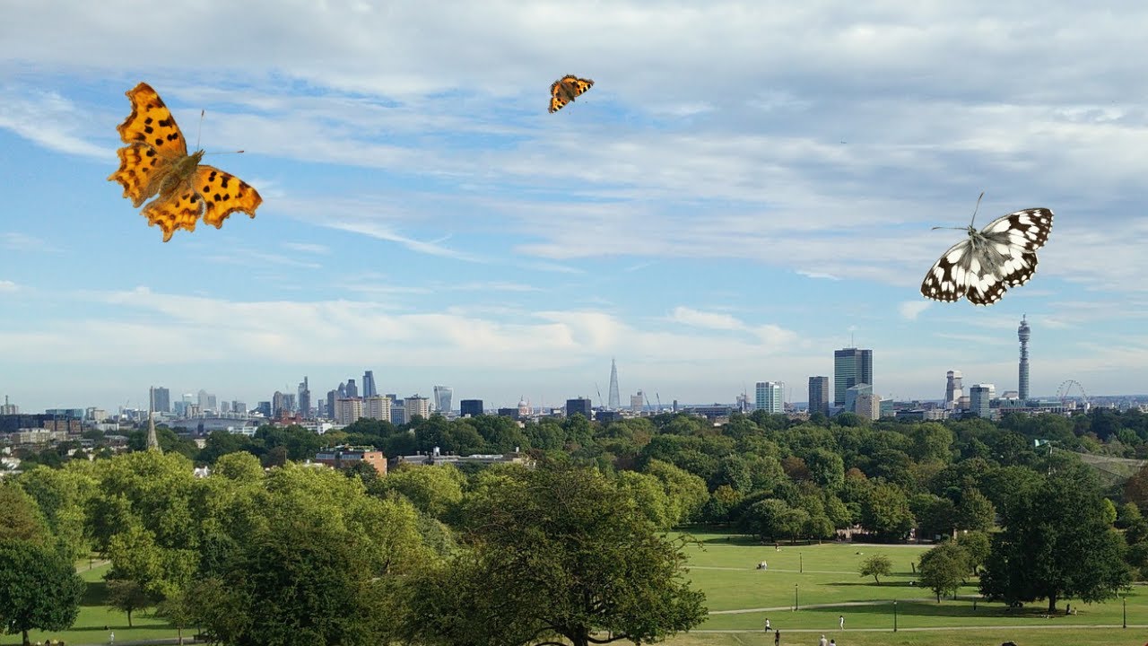 Big City Butterflies - the butterflies of London - YouTube