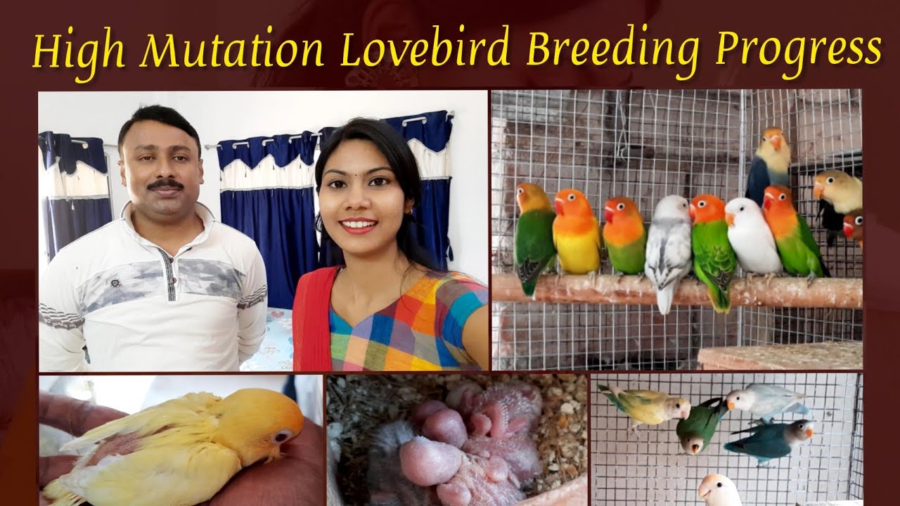 Visited RS Aviary || Lovebird Setup|| Lovebird's Cage Size & Breeding ...