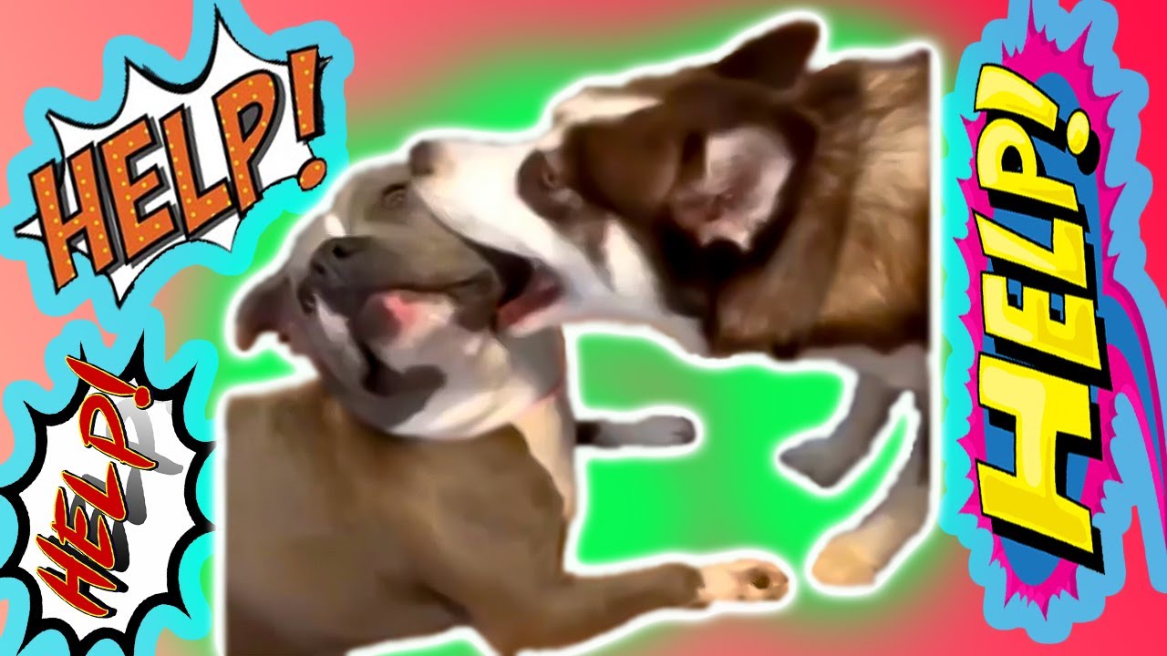 Funny Animals | Funny Cats | Cute Pets | Cute Puppies | Try Not To ...