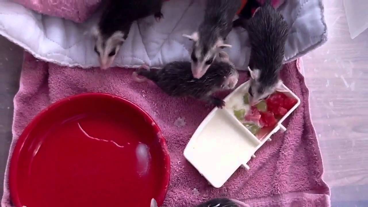 Opossums first solid foods - YouTube