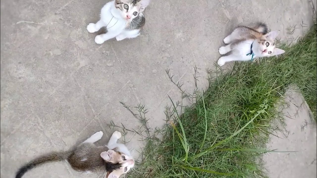 😺😃dancing cats ! | cute cat videos 😍| Our Ani Zone - YouTube