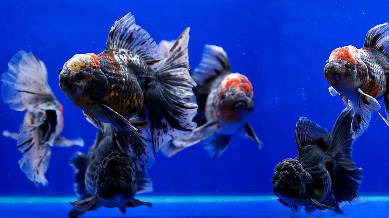 These goldfish are perfect for fish lover - Beautiful colorful goldfish ...