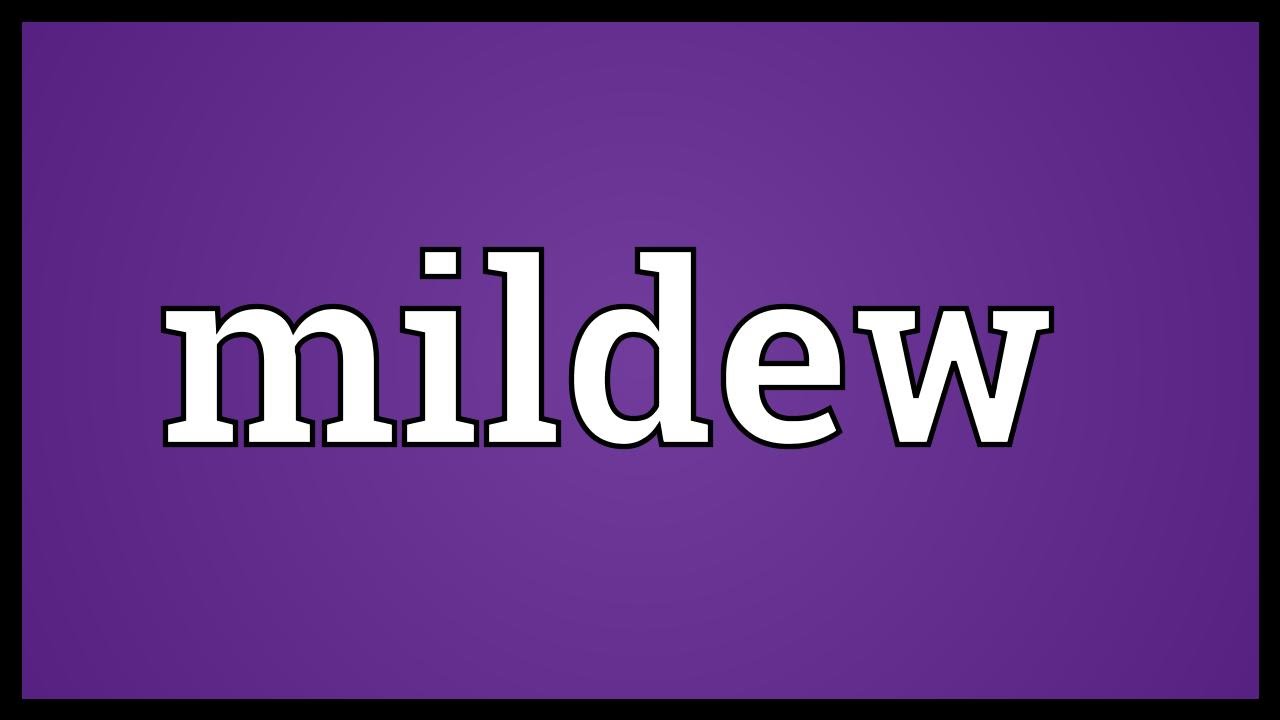 Mildew Meaning YouTube mildew-meaning-youtube