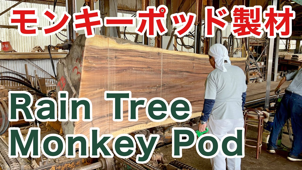 【材木屋の現場】製材：モンキーポッド Rain Tree Monkey Pod - YouTube