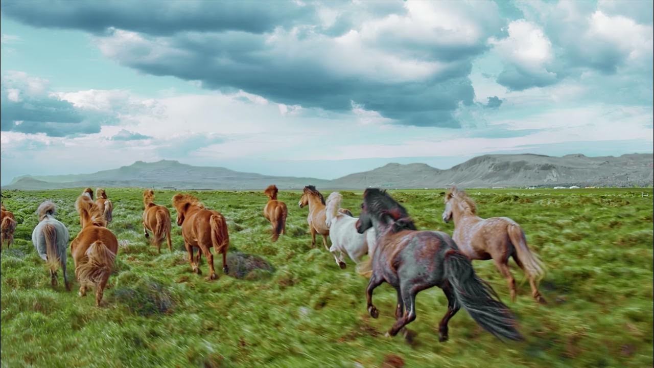 Running Horses 4K - no copyright video | Ultra HD Horses video footage ...