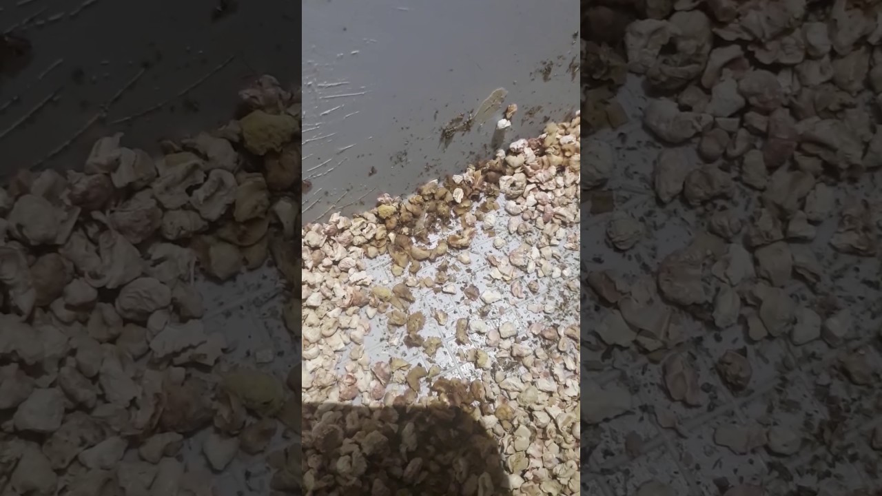 Maggots in bedding. - YouTube