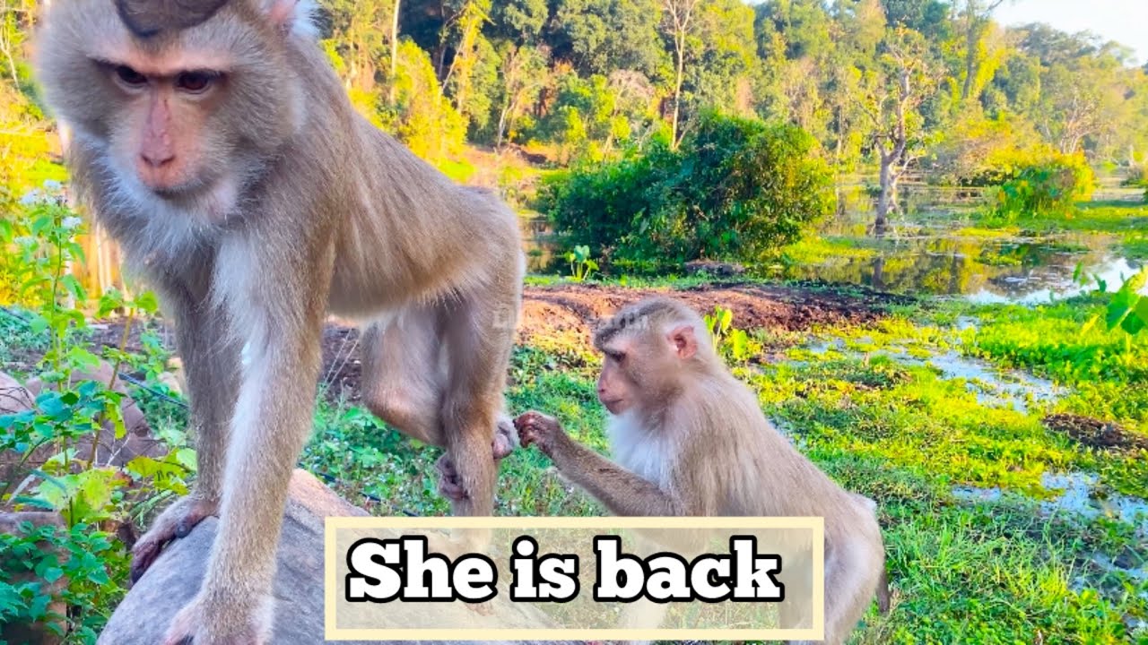 Where are you from Winnie?/ real life of two abandoned females monkeys ...