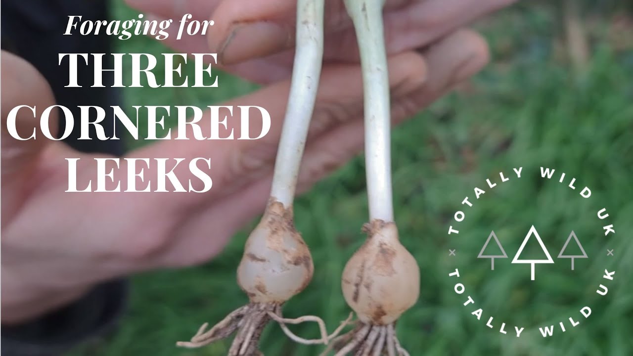 Foraging Three-Cornered Leeks in Cornwall 🌿🧄 | A Wild Edible Adventure - YouTube