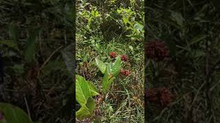 The Buttonbush in 60 Seconds
