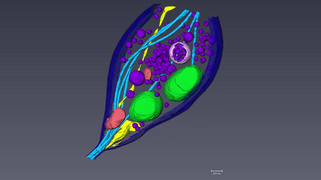 Neuron Animation - YouTube