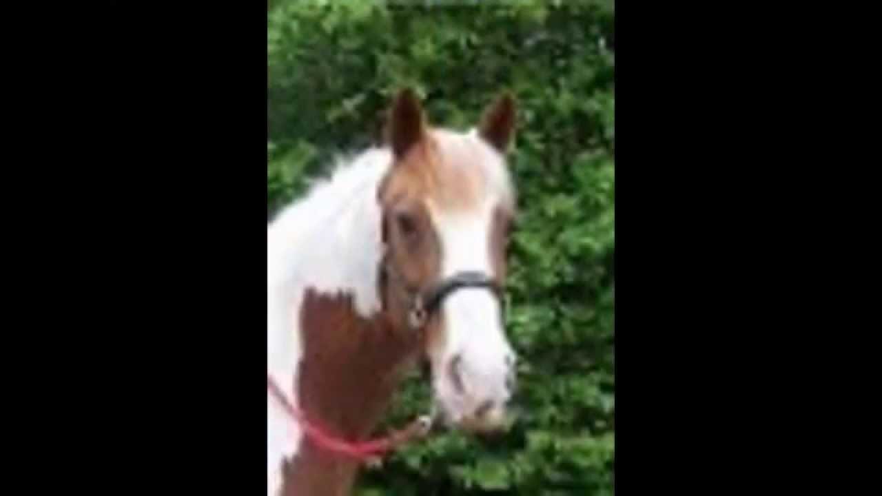 Washington Riding Centre Horses and Ponies - YouTube