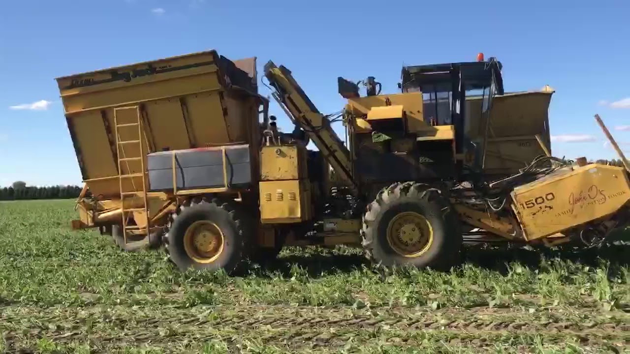OXBO/Pixall Big Jack Bean Harvester - YouTube