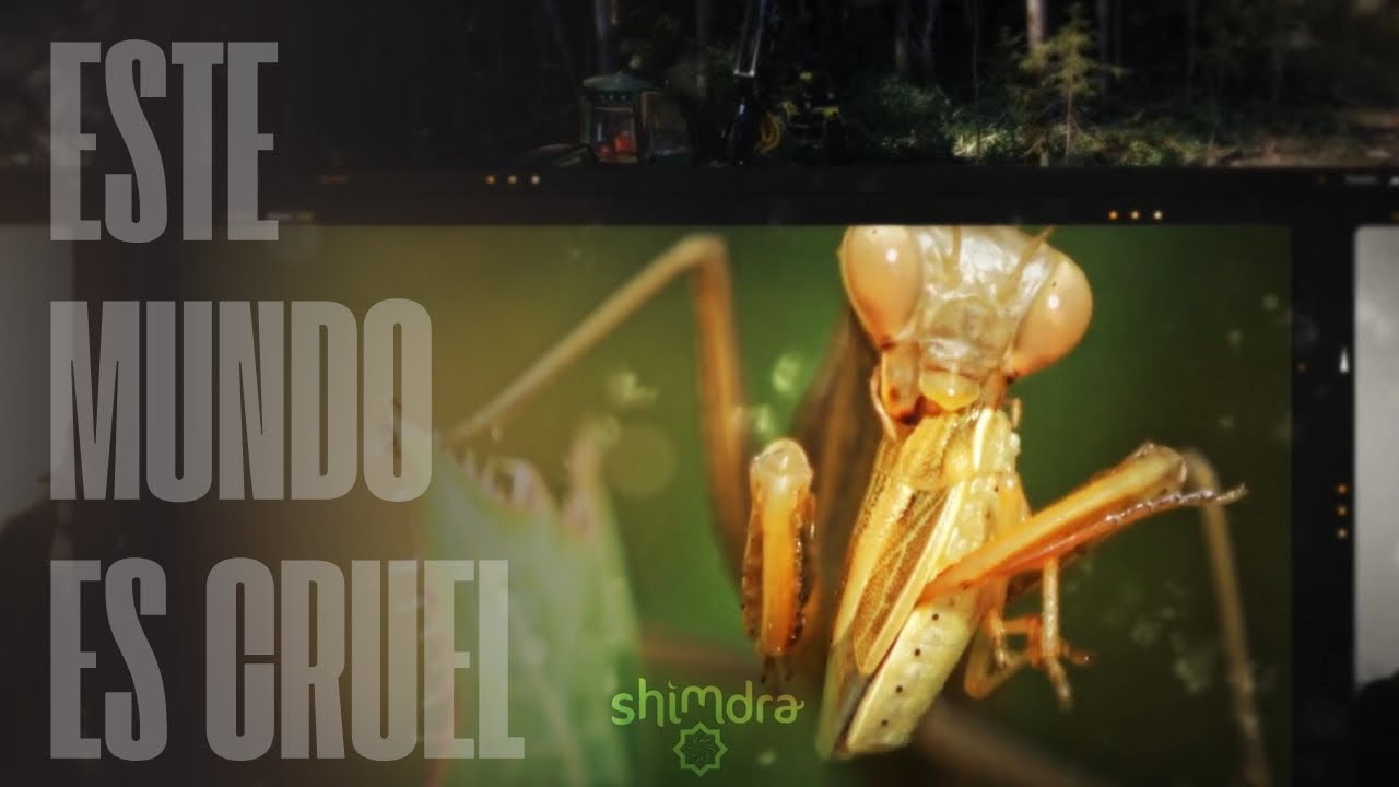 Shimdra - Este mundo es cruel (Official Lyric Video) - YouTube