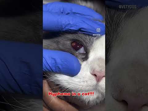 # #yourcat Hyphema in cat!!! - YouTube