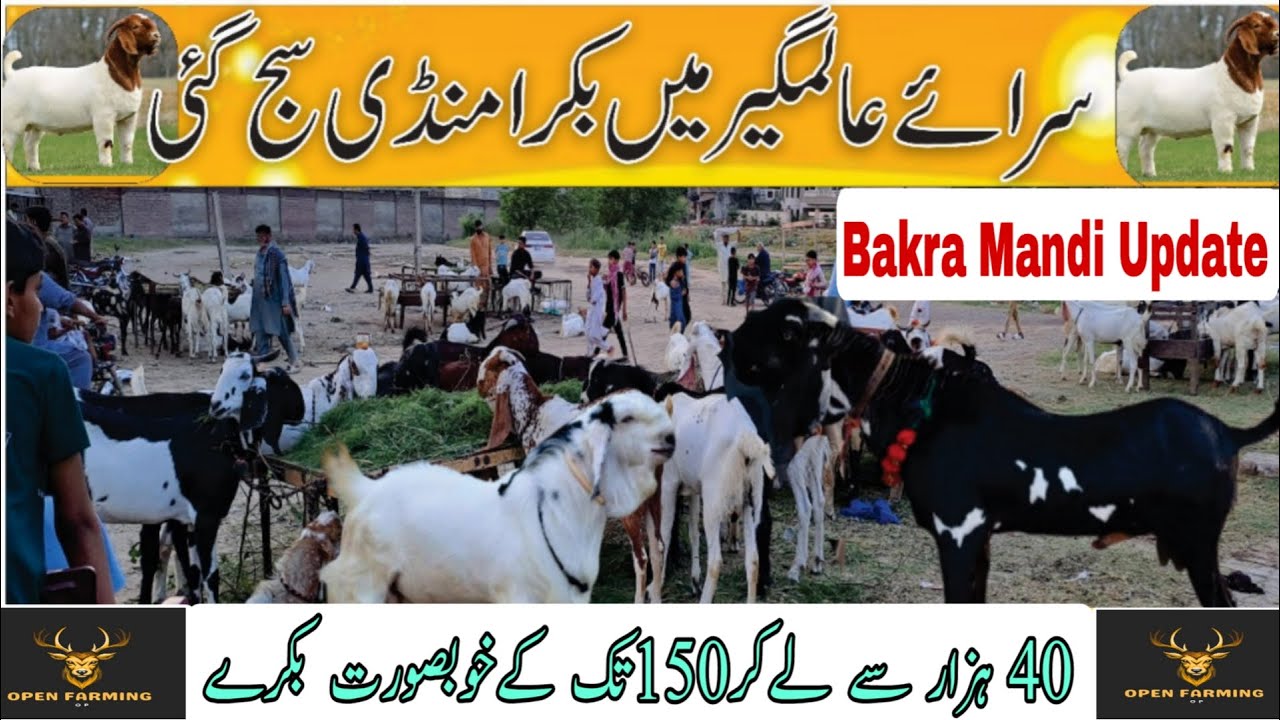 Bakra Mandi Sarai Alamgir Latest Update | Qurbani 2025 | Bakra Mandi Ki ...