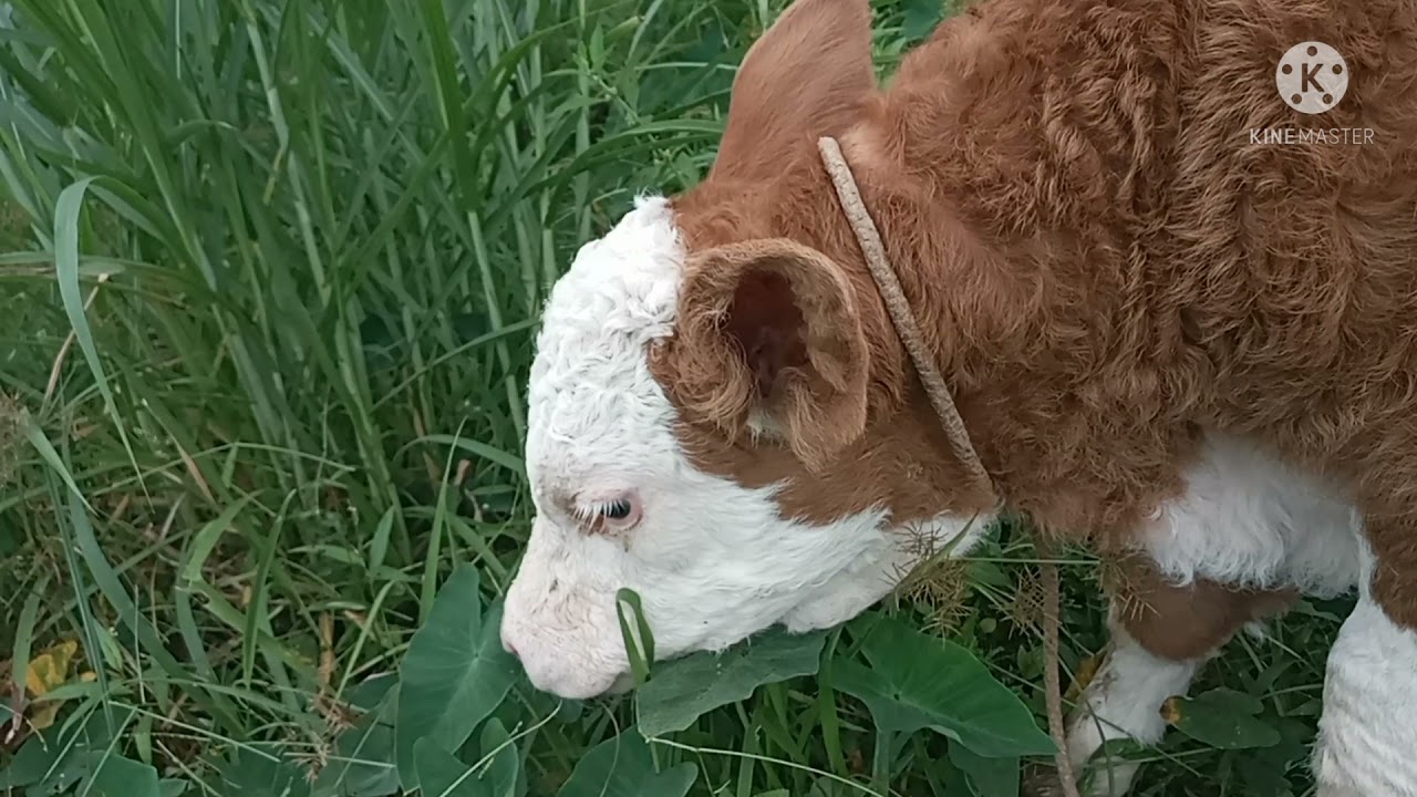 Ternero Bebé comiendo pasto #simmental #perú #jersey #rioja #fleckvieh ...