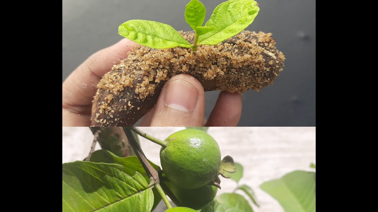 The easy way to make a Guava bonsai at home - YouTube