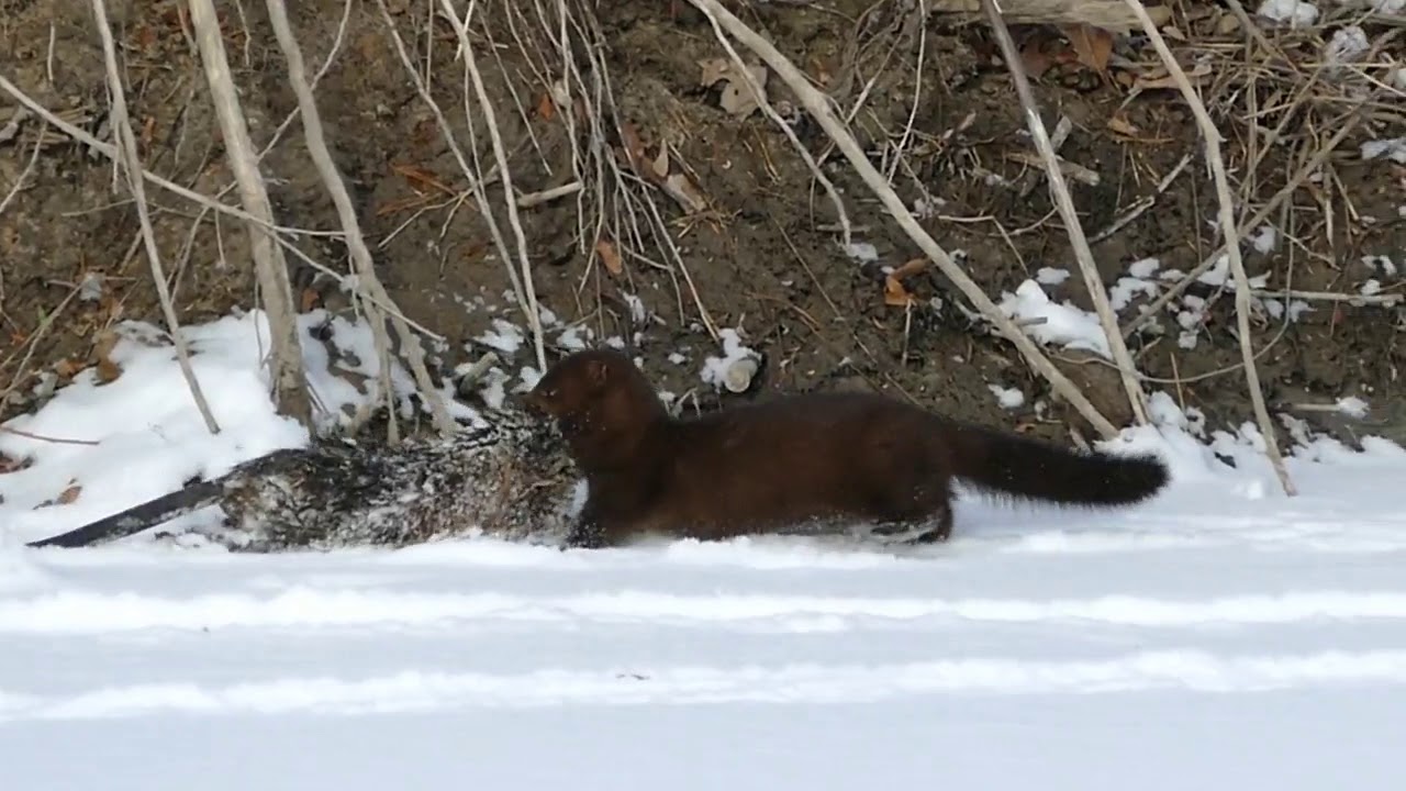 258-Dec 16 17 Mink & Muskrat - YouTube