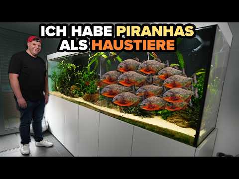 PIRANHAS in deutschem Wohnzimmer? - 3 Meter Aquarium von Markus!