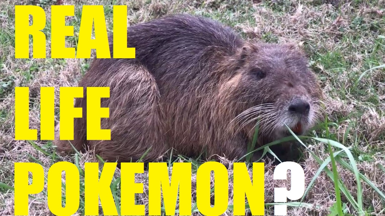 REAL LIFE POKEMON? Swamp Rat Nutria Coypu! Invasive Species! - YouTube