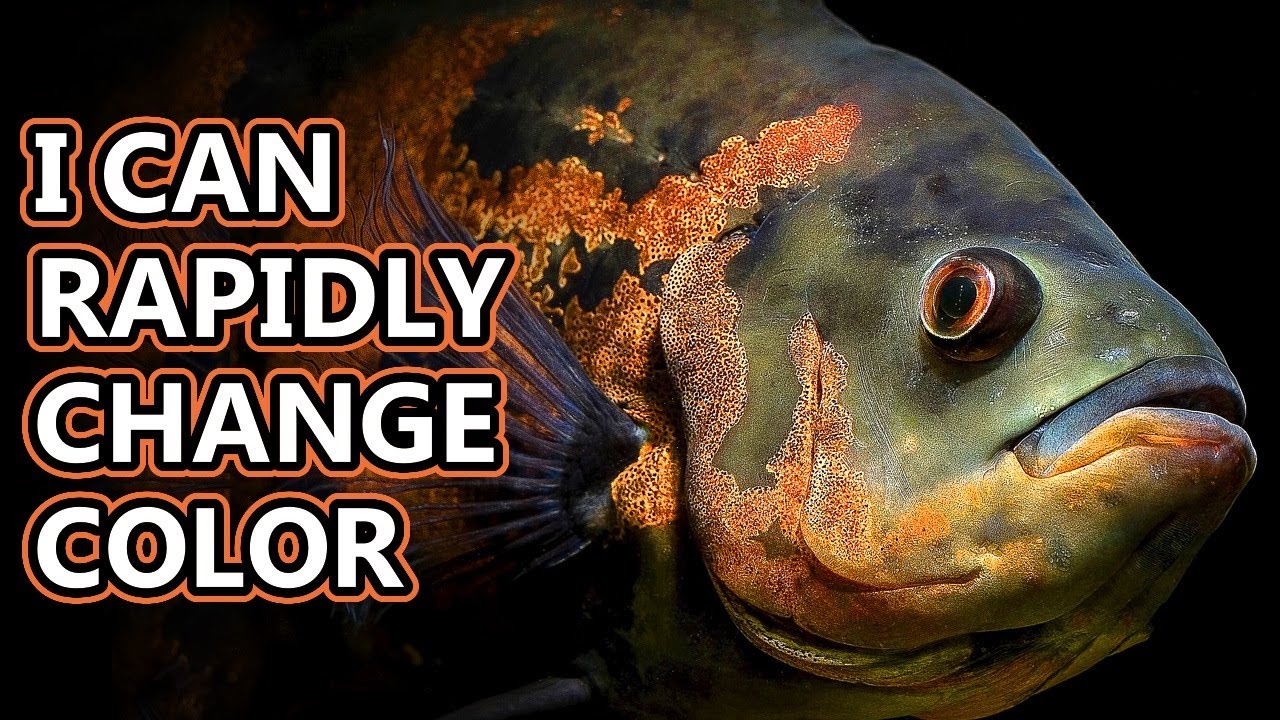 Oscar facts: the Fish with a People Name | Animal Fact Files - YouTube