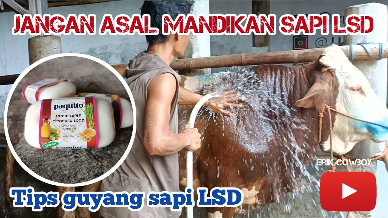 Tips Memandikan Sapi LSD. Cara Guyang Sapi LSD Pakai Sabun Ini.. Sere ...
