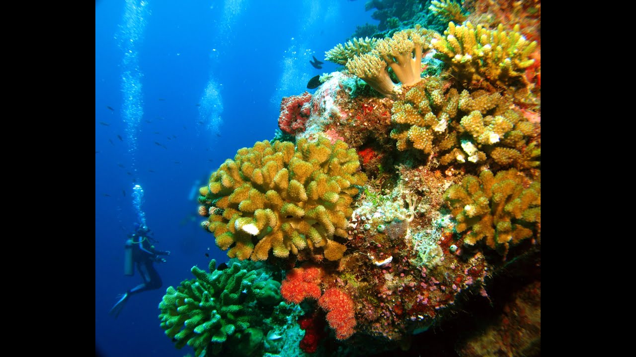 Palau Reef Diving