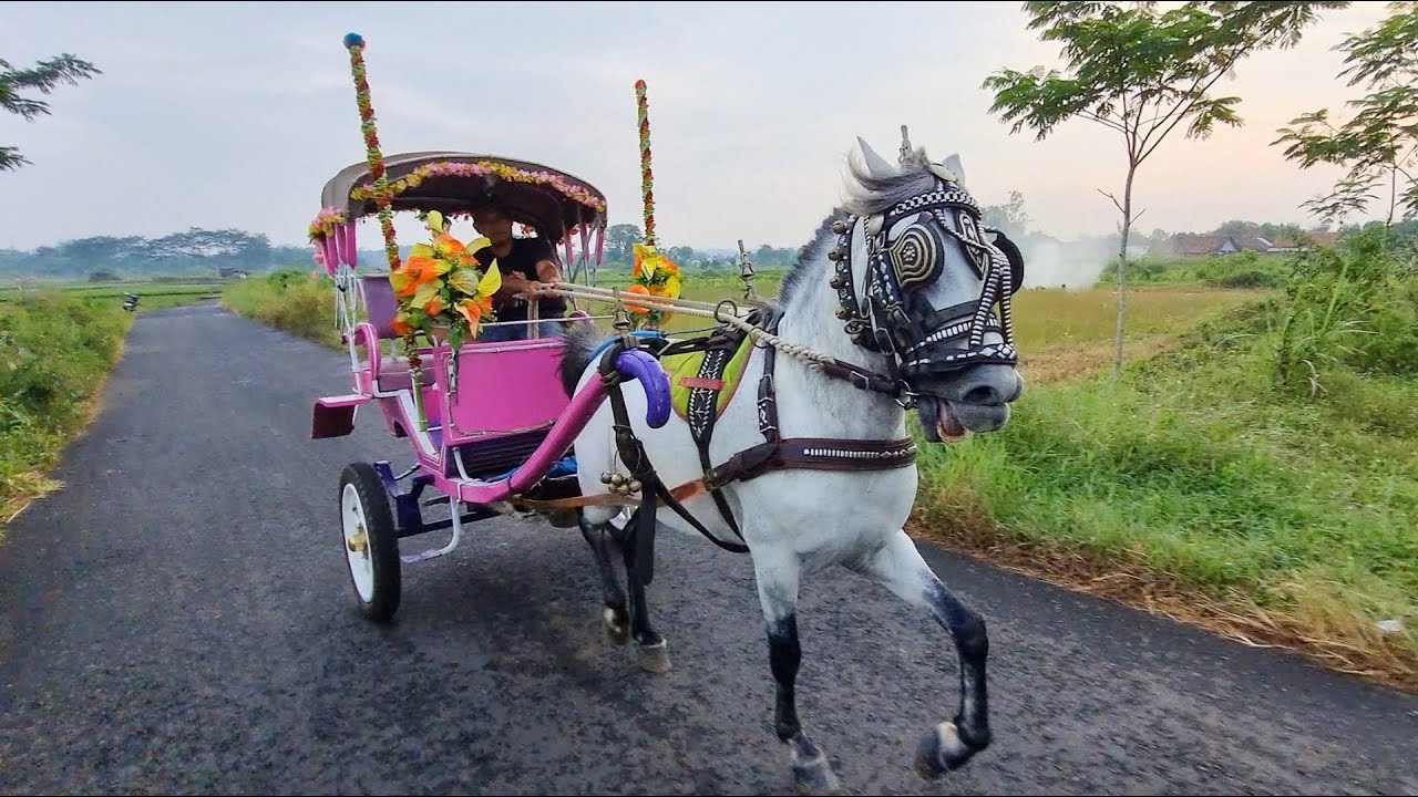 KUDA DELMAN - KUDA - NAIK DELMAN VERSI LAGU HAPPY BIRTHDAY - KUDA KUDA ...