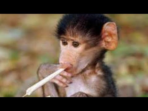 Monkey on Tik Tok|| Tik Tok Monkey|| Bandar on Tik Tok|| Monkey Funny ...