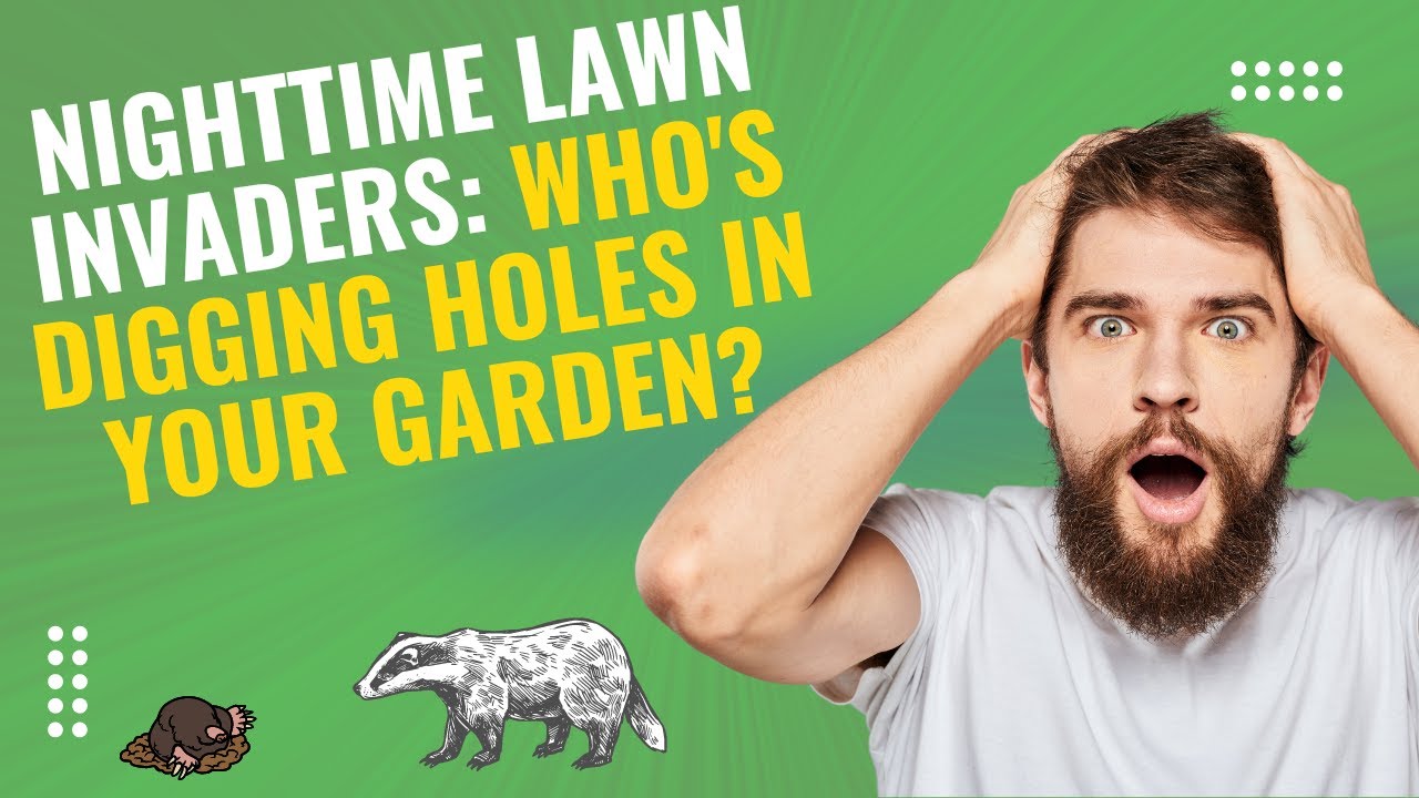 Nighttime Lawn Invaders Who's Digging Holes in Your Lawn - YouTube