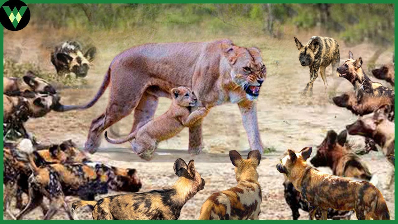 10 Dramatic moments of animal mothers saving their babies - YouTube