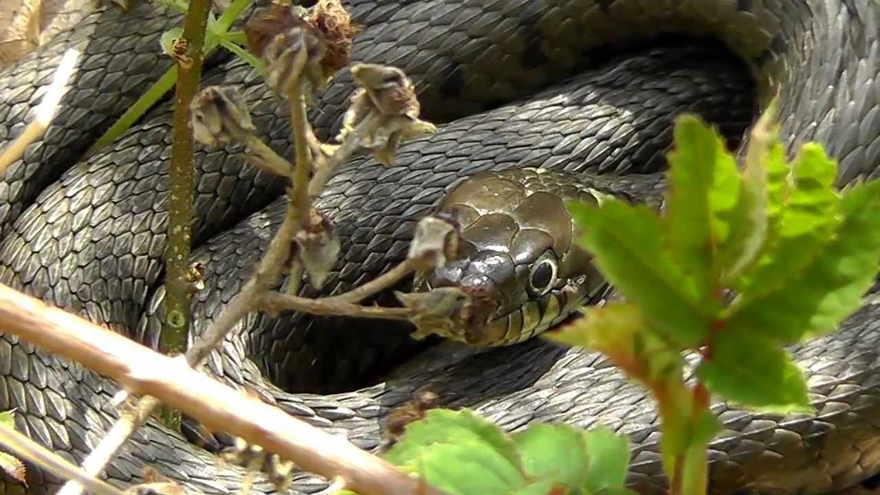 Grass Snake - Wildlife England - YouTube