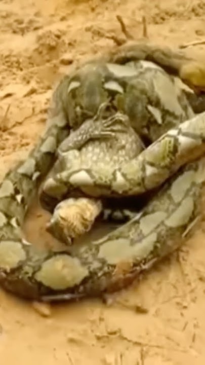💪Komodo Dragon vs Reticulated Python – Who Will Reign Supreme?💪 #snake ...